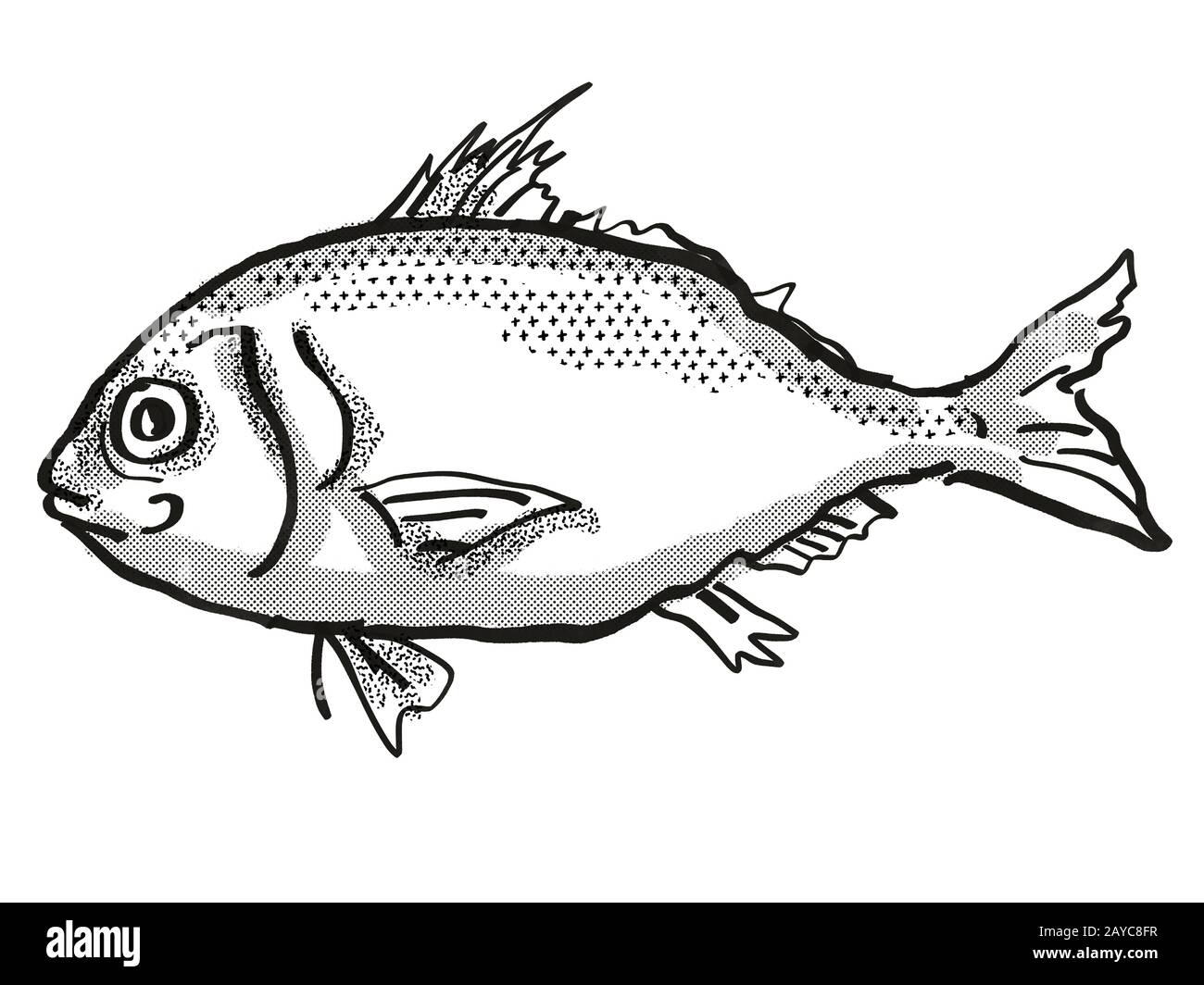Longspine Beardfish Australian Fish Cartoon Retro Drawing Stock Photo ...
