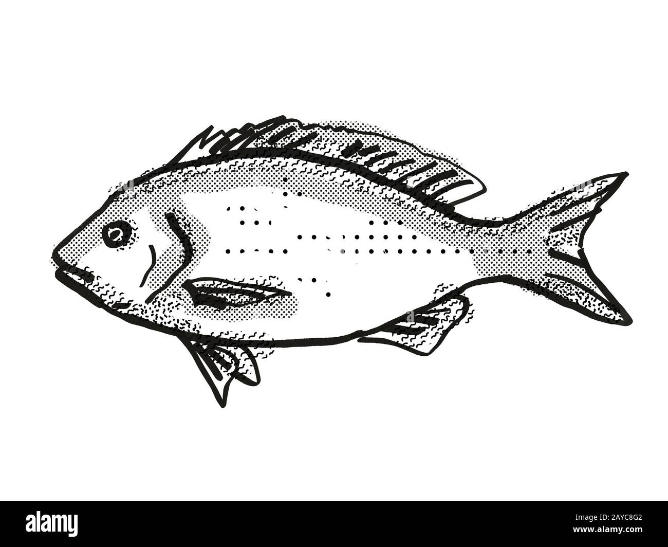 Girella cyanea hi-res stock photography and images - Alamy