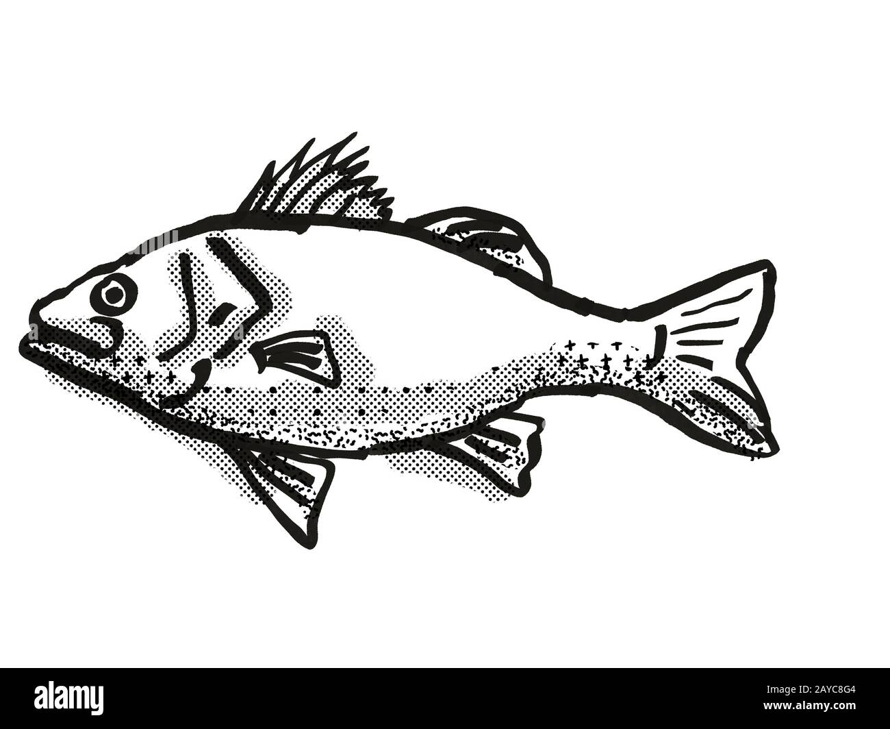 Australian fishes Cut Out Stock Images & Pictures - Alamy