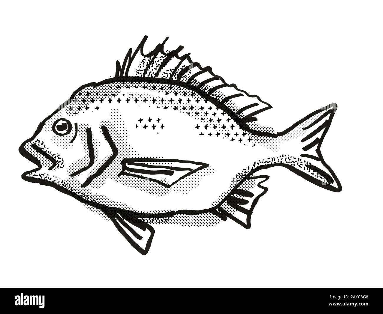 Hump headed bream hi-res stock photography and images - Alamy