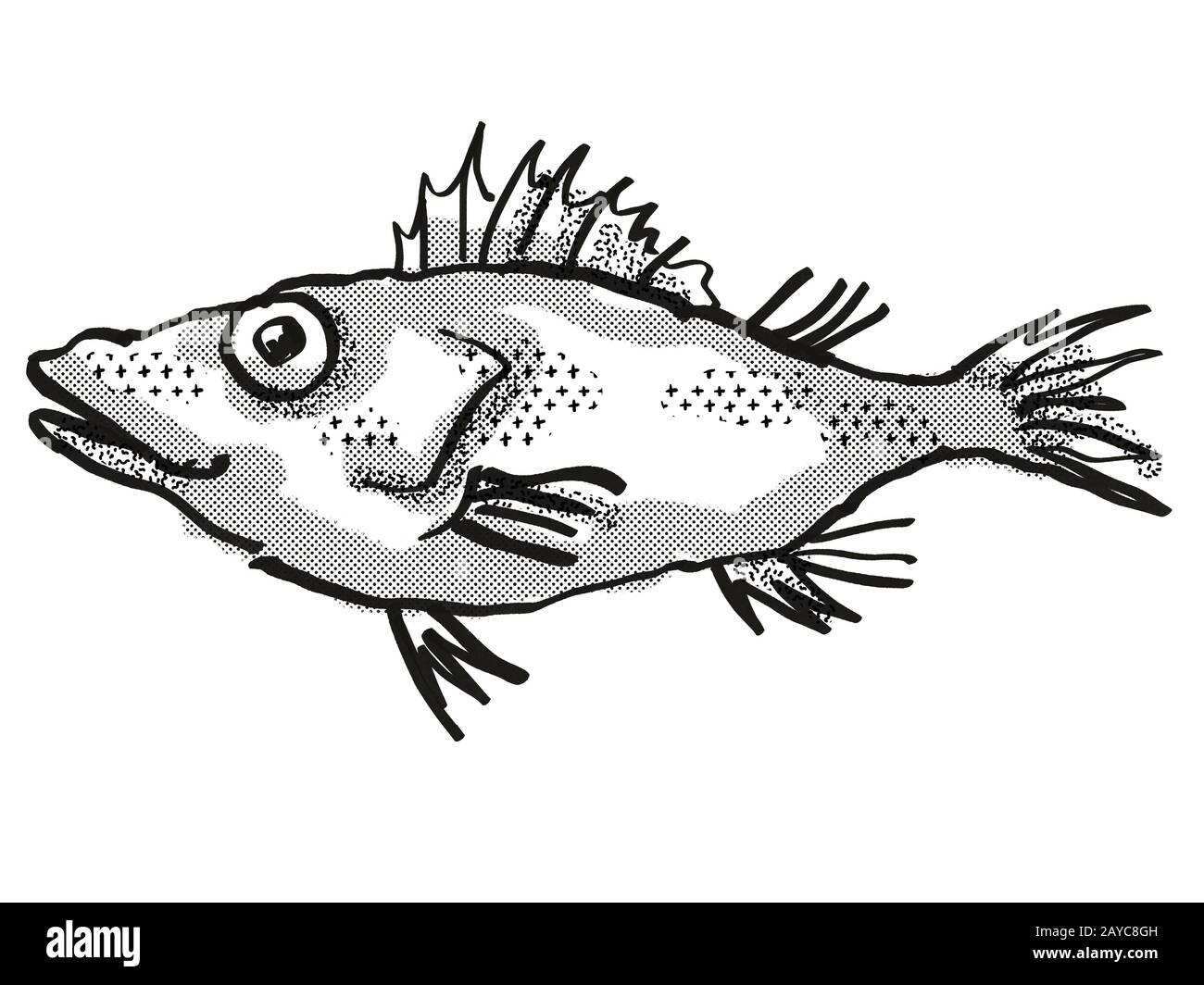 Longsnout No-line Scorpionfish Australian Fish Cartoon Retro Drawing ...