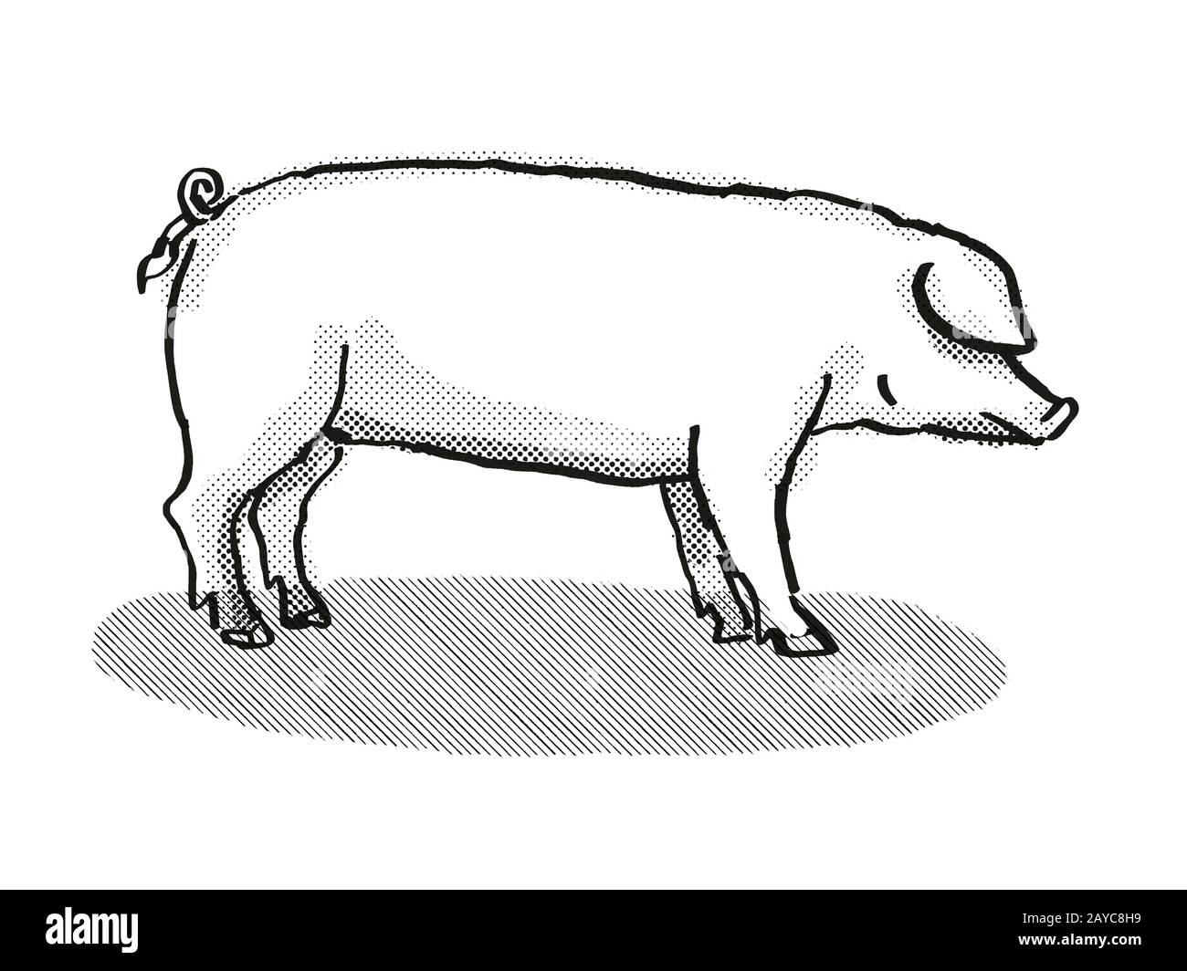 British Landrace Pig Breed Cartoon Retro Drawing Stock Photo - Alamy