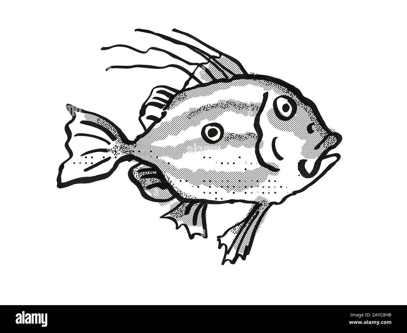 John Dory New Zealand Fish Cartoon Retro Drawing Stock Photo - Alamy