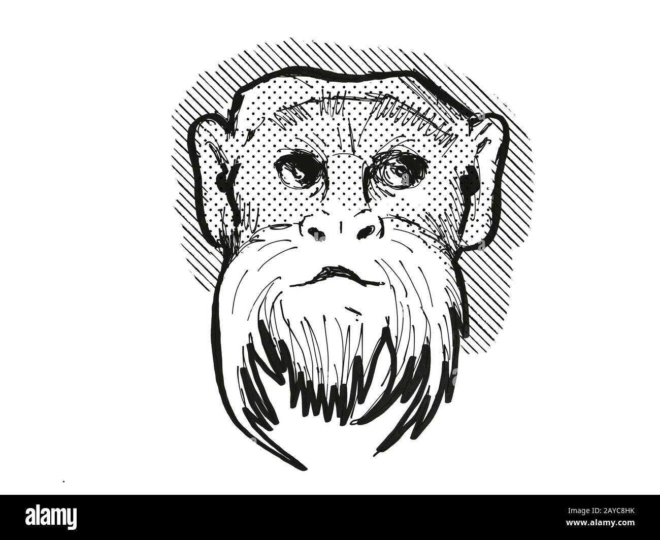 Tamarin drawing hi-res stock photography and images - Alamy
