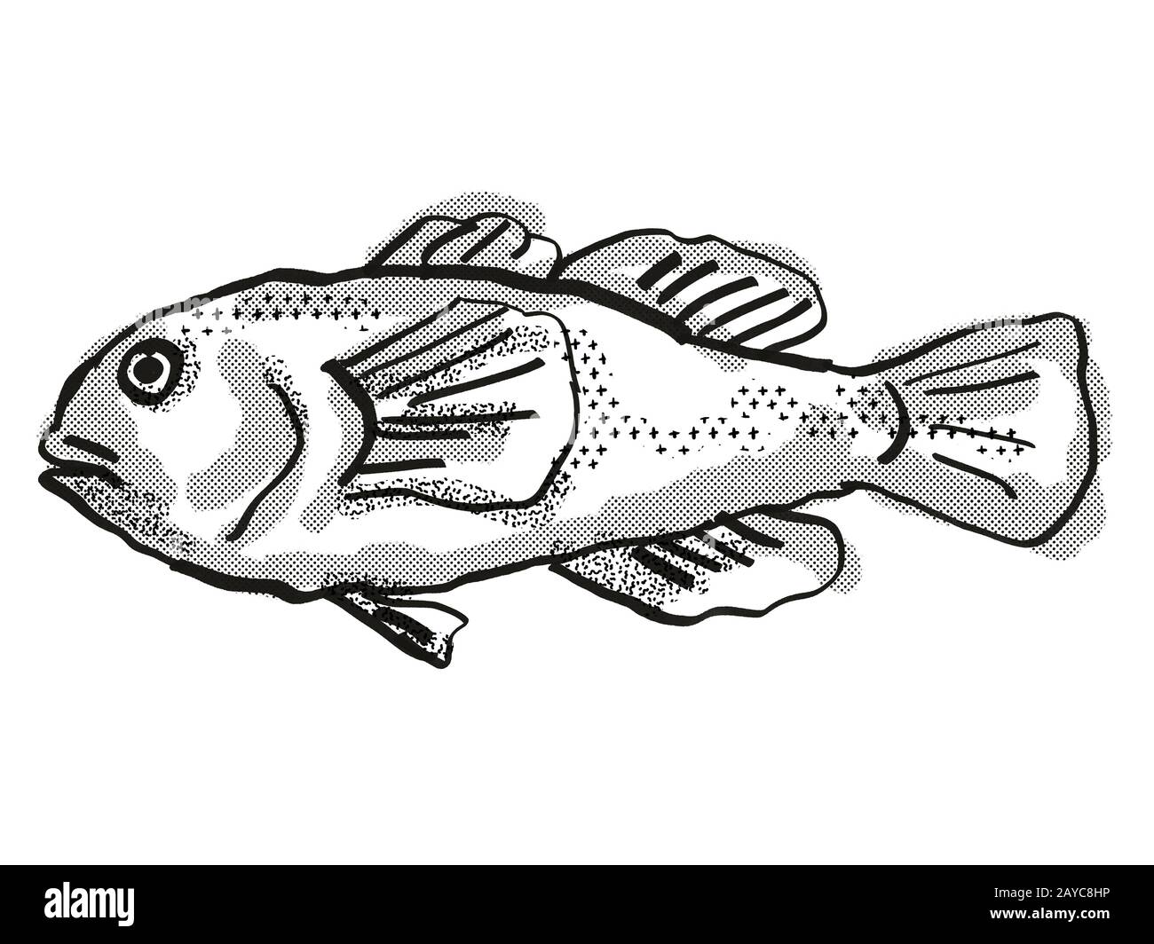 Australian fishes Cut Out Stock Images & Pictures - Alamy