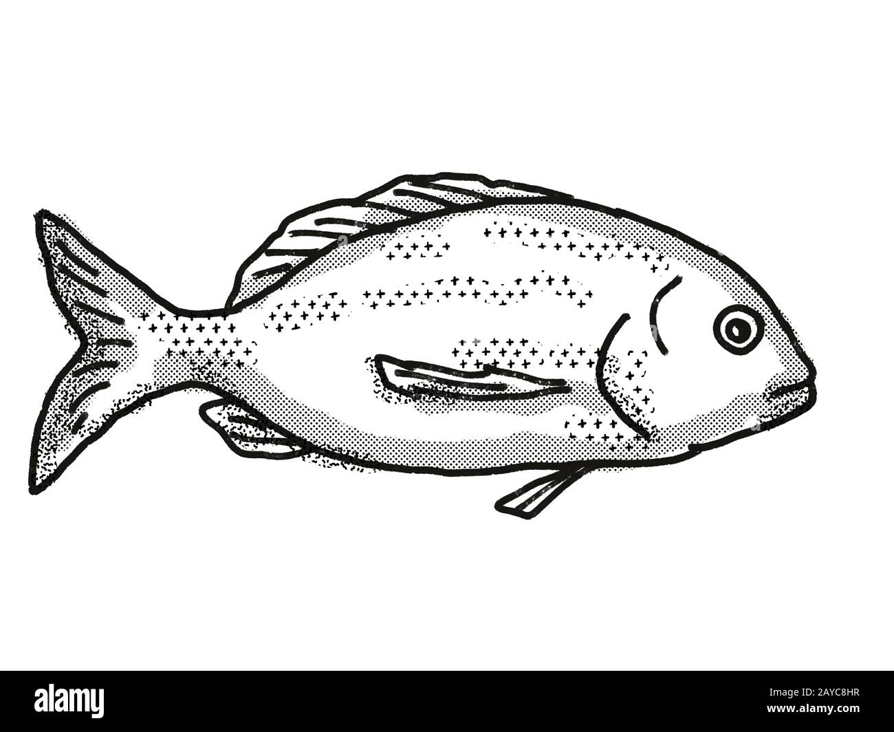 Yellowfin Bream Australian Fish Cartoon Retro Drawing Stock Photo - Alamy