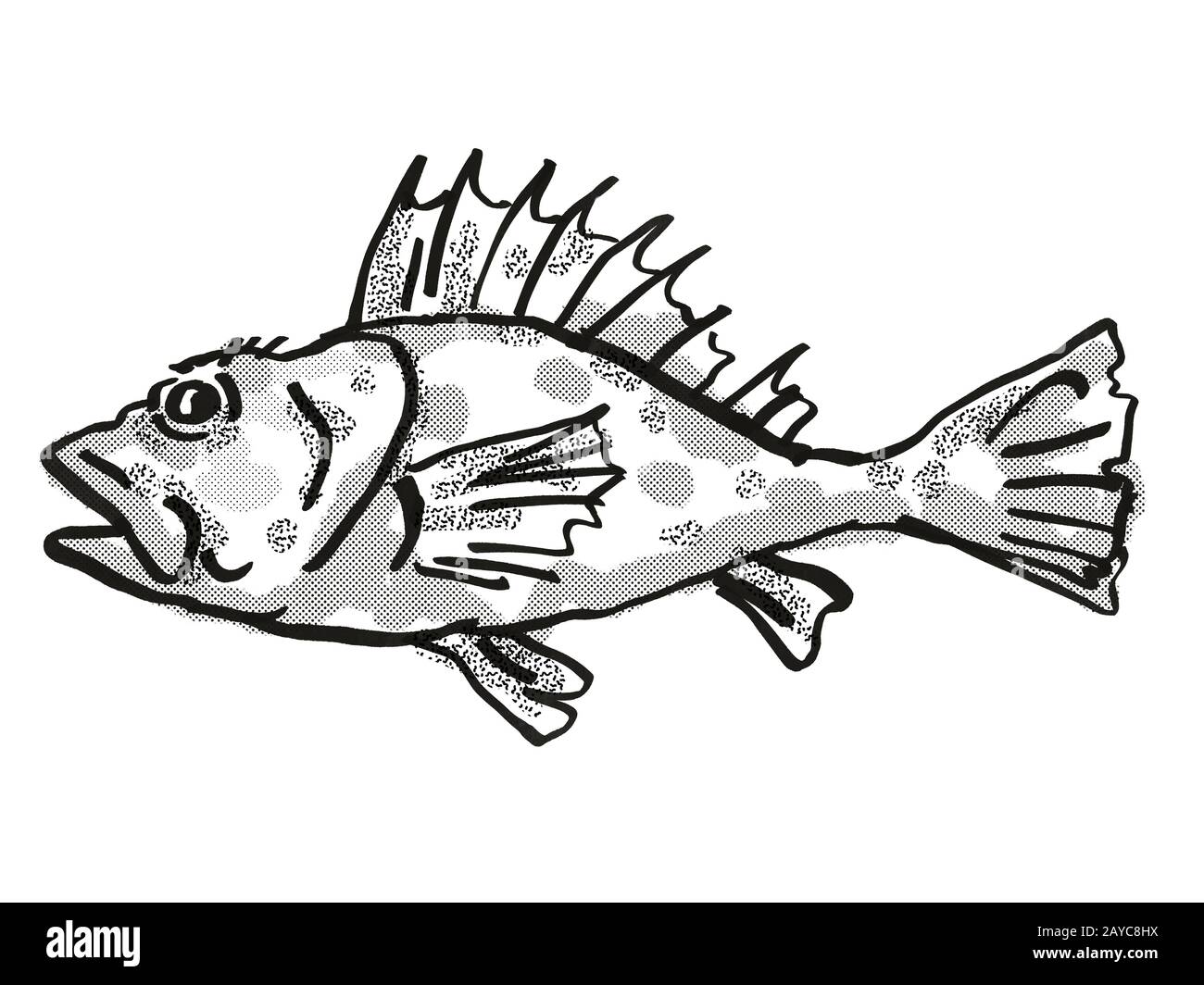 Western Scorpionfish Australian Fish Cartoon Retro Drawing Stock Photo ...