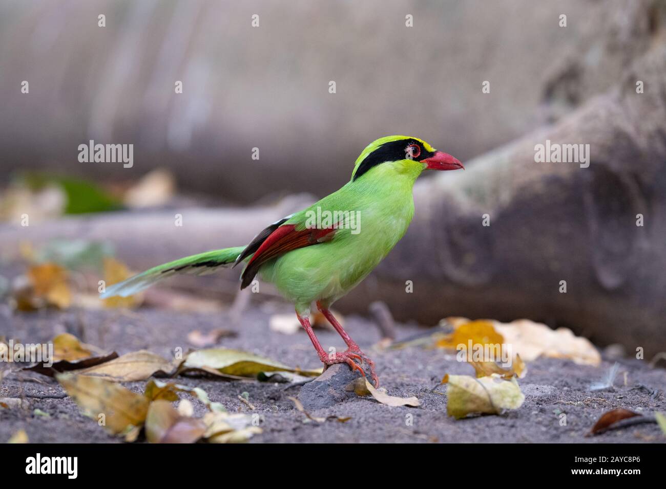 The common green magpie (Cissa chinensis) is a member of the crow ...