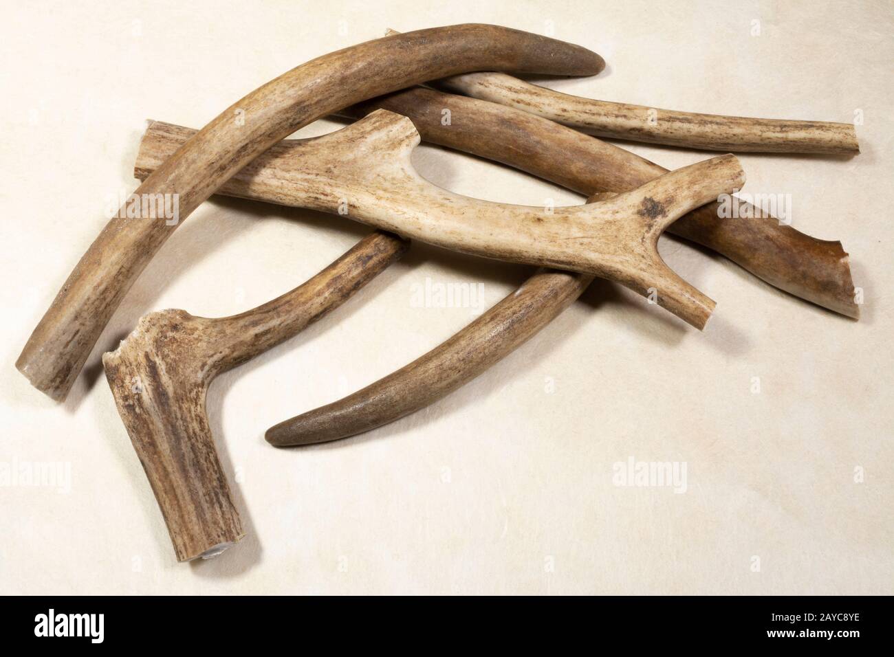 Cut pieces of Reideer antlers Stock Photo - Alamy
