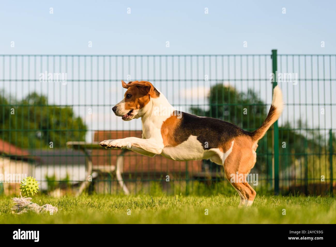 Jumping beagle hi-res stock photography and images - Alamy