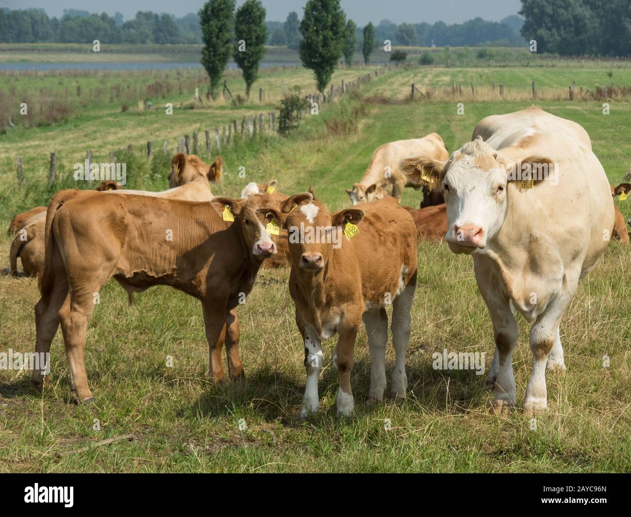 Cows at river shore hi-res stock photography and images - Alamy