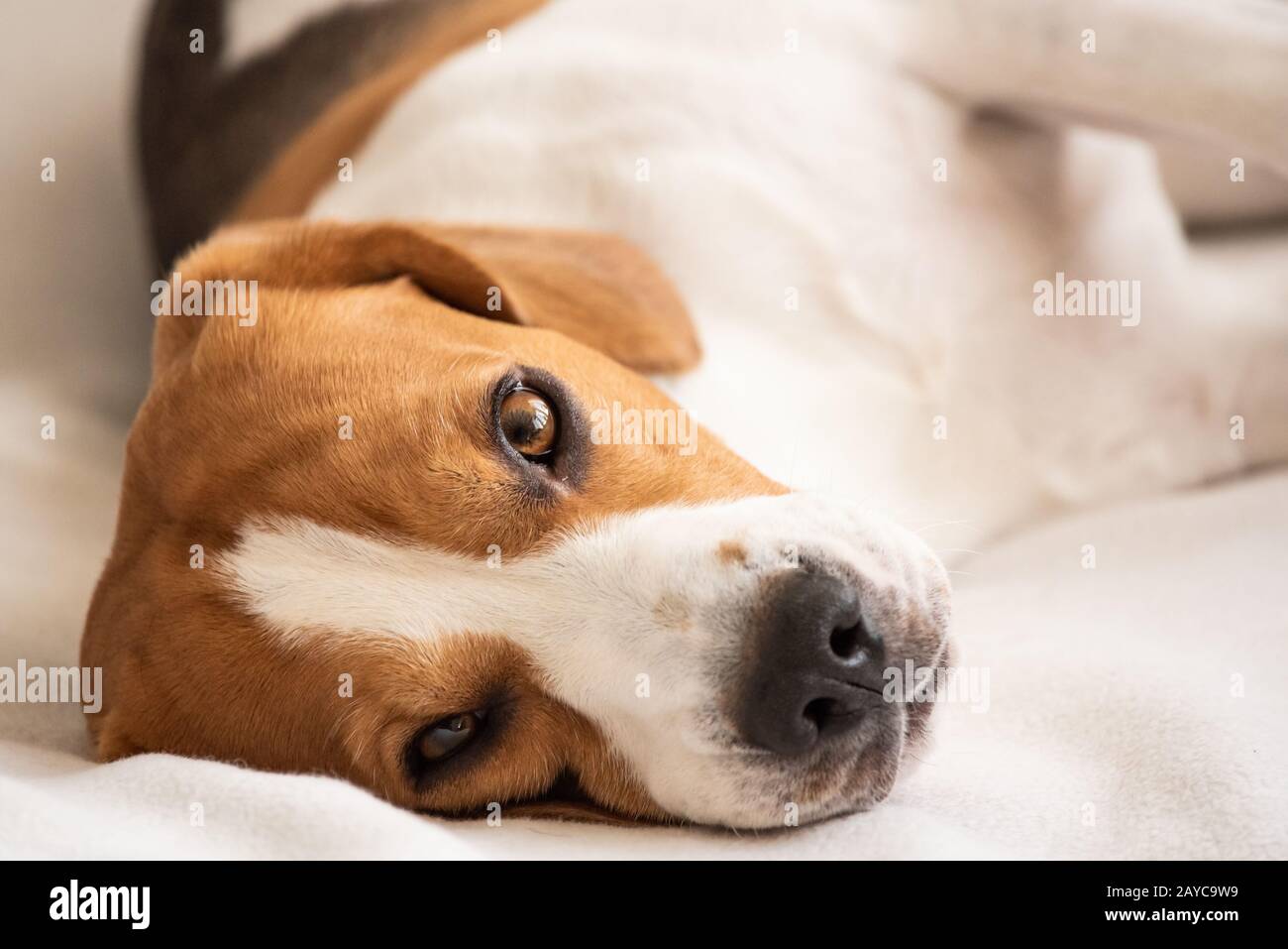 Beagle resting hi-res stock photography and images - Alamy