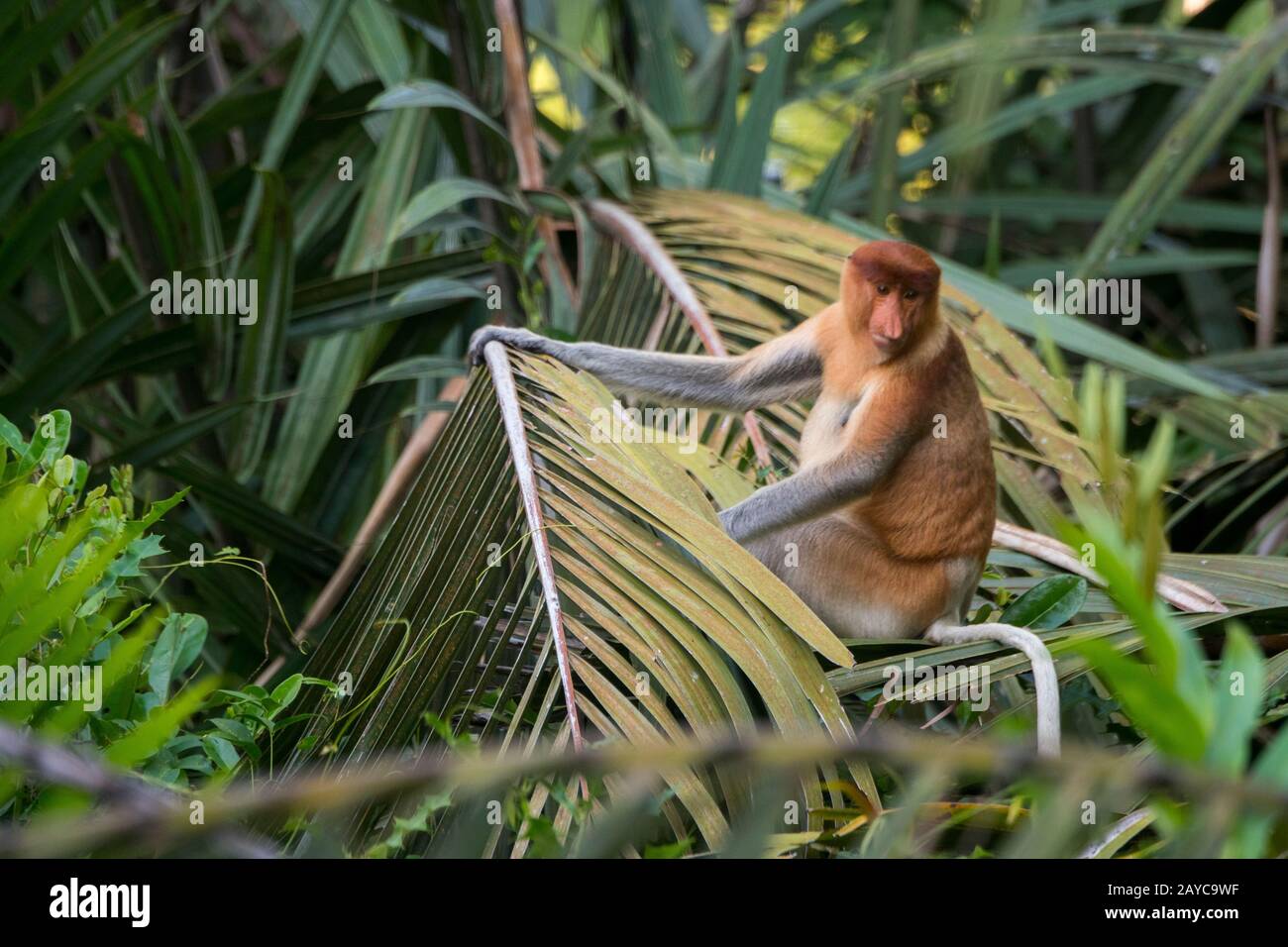 Proboscis Monkey Nest