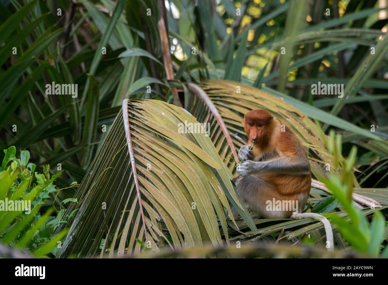 Proboscis Monkey Nest