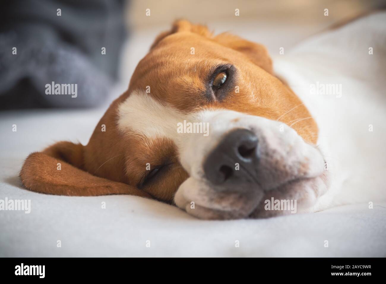 Beagle resting hi-res stock photography and images - Alamy