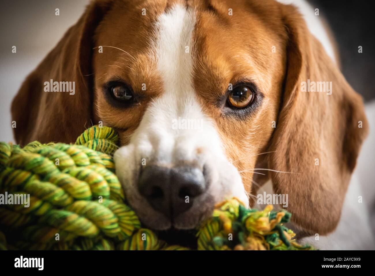 Biting rope hi-res stock photography and images - Alamy