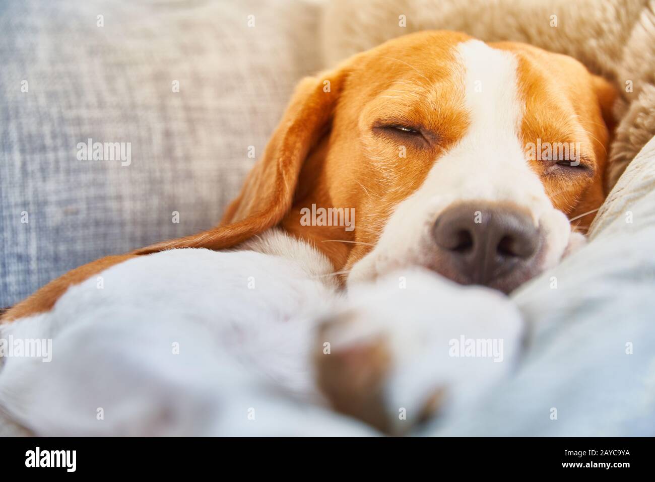 Beagle dog tired sleeping on couch Stock Photo - Alamy