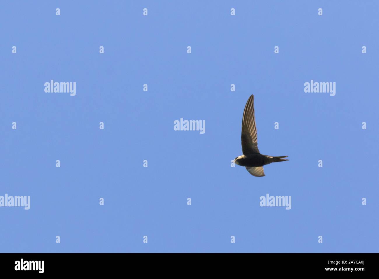 Common swift (Apus apus Stock Photo - Alamy