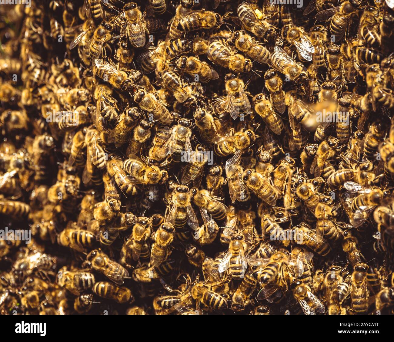 Honeybees swarm around their Queen Stock Photo - Alamy