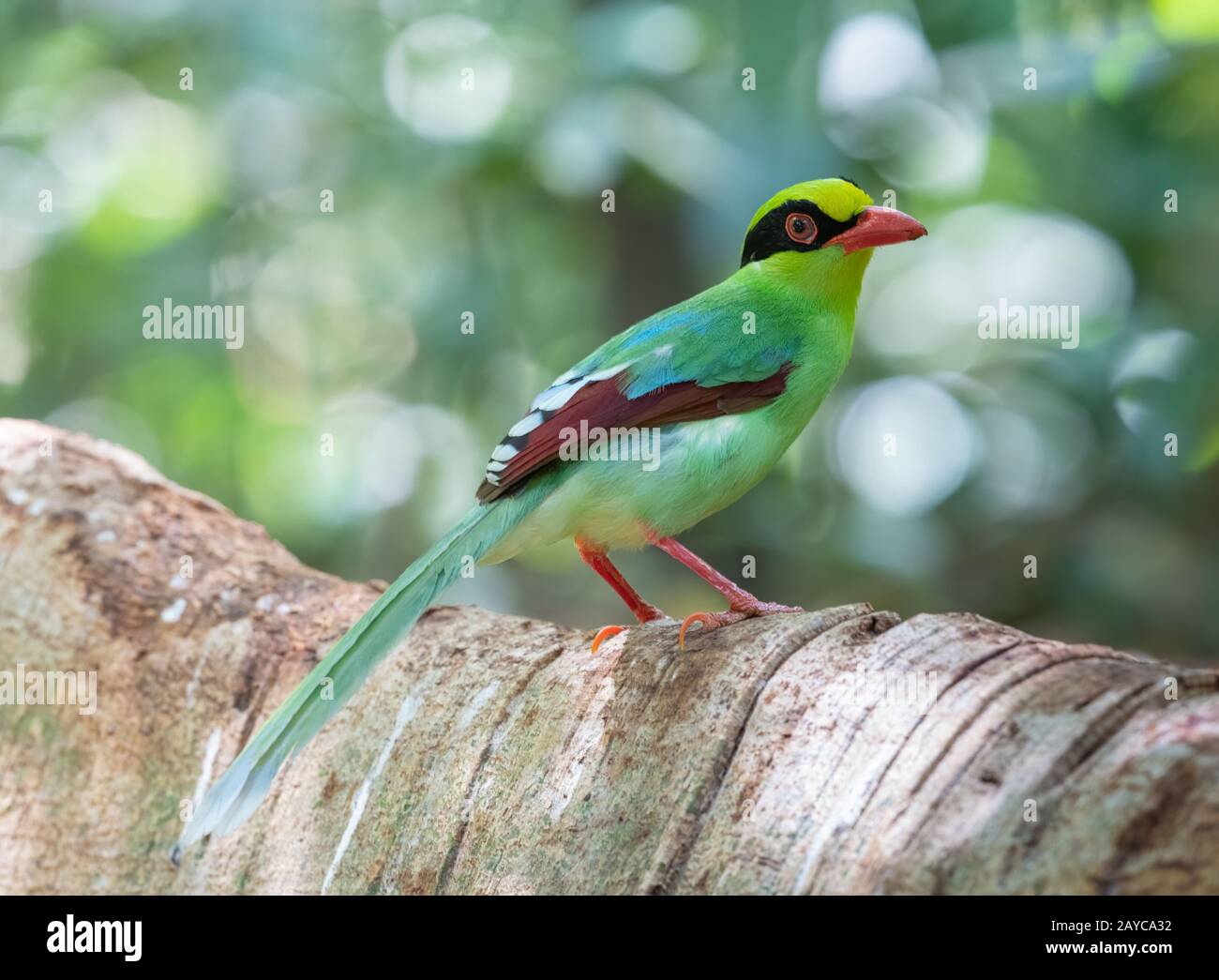 The common green magpie (Cissa chinensis) is a member of the crow ...