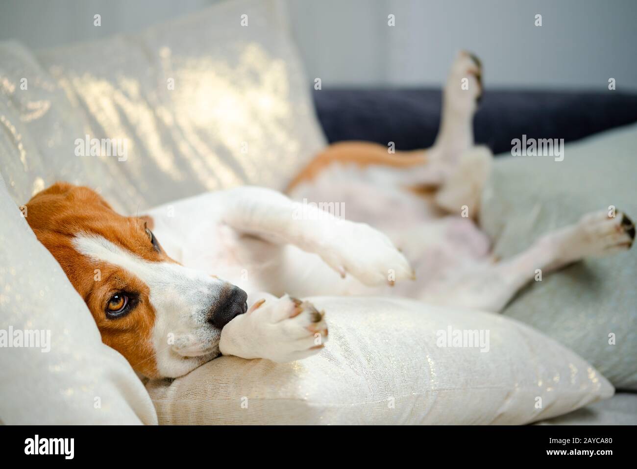 Beagle dog falling asleep and take some rest on his back Stock Photo ...