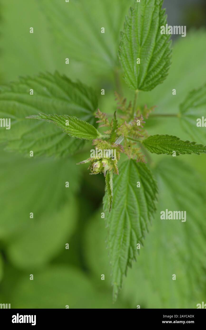 Fontnettle hi-res stock photography and images - Alamy