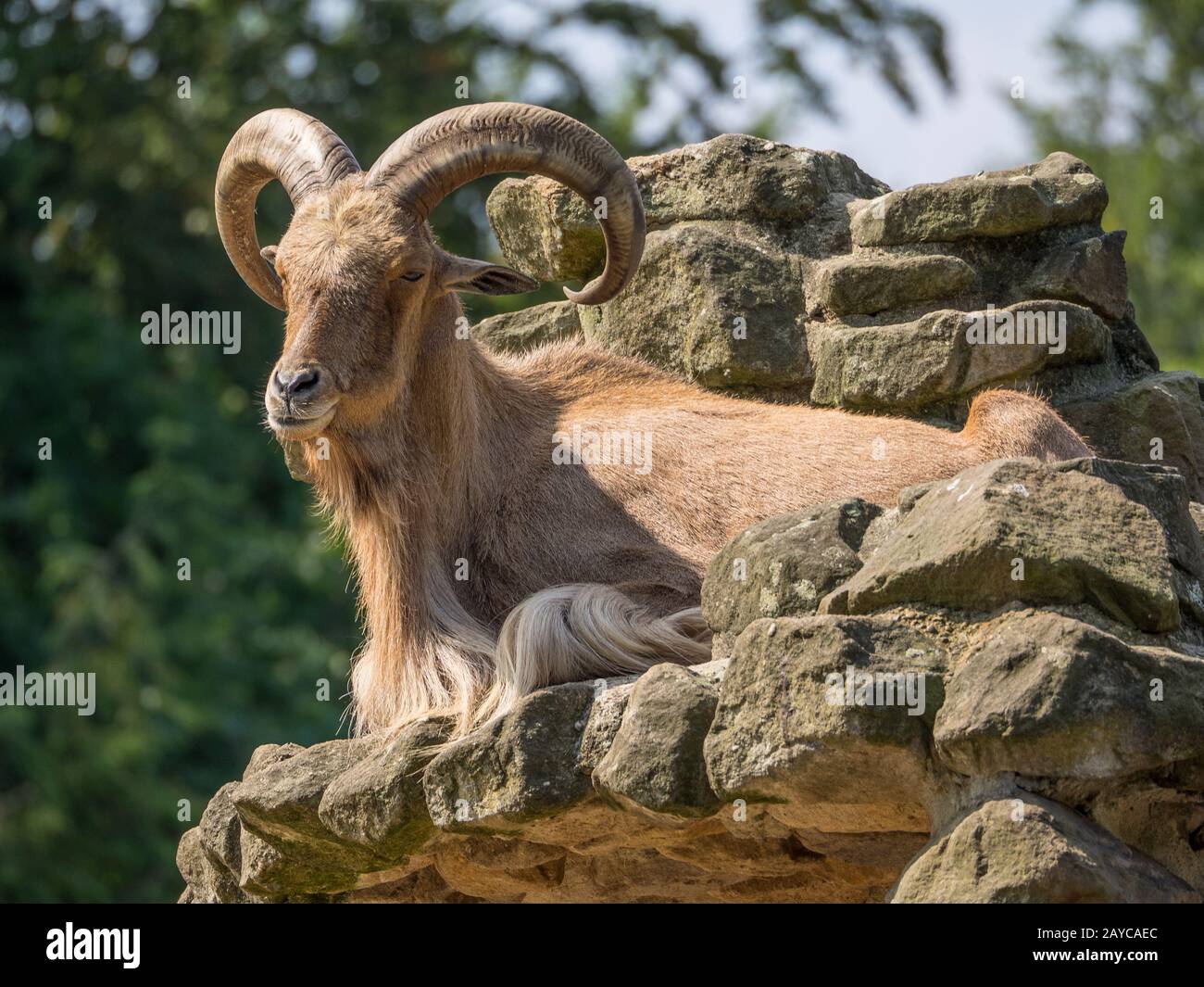 Ram rock hi-res stock photography and images - Alamy