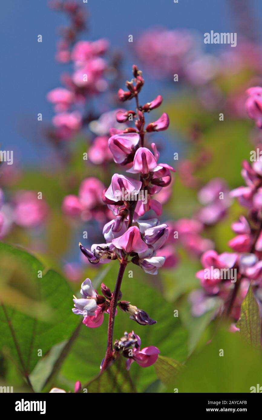 judas tree flowers (Cercis siliquastrum Stock Photo - Alamy