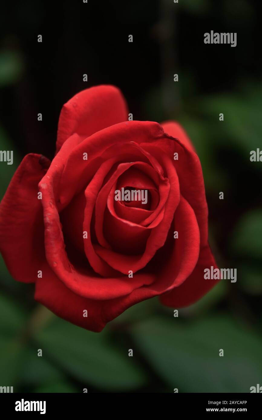 open red rose close up Stock Photo - Alamy