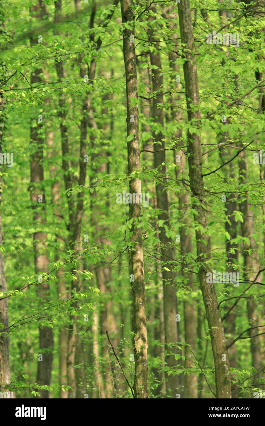 beautiful green forest in spring Stock Photo - Alamy