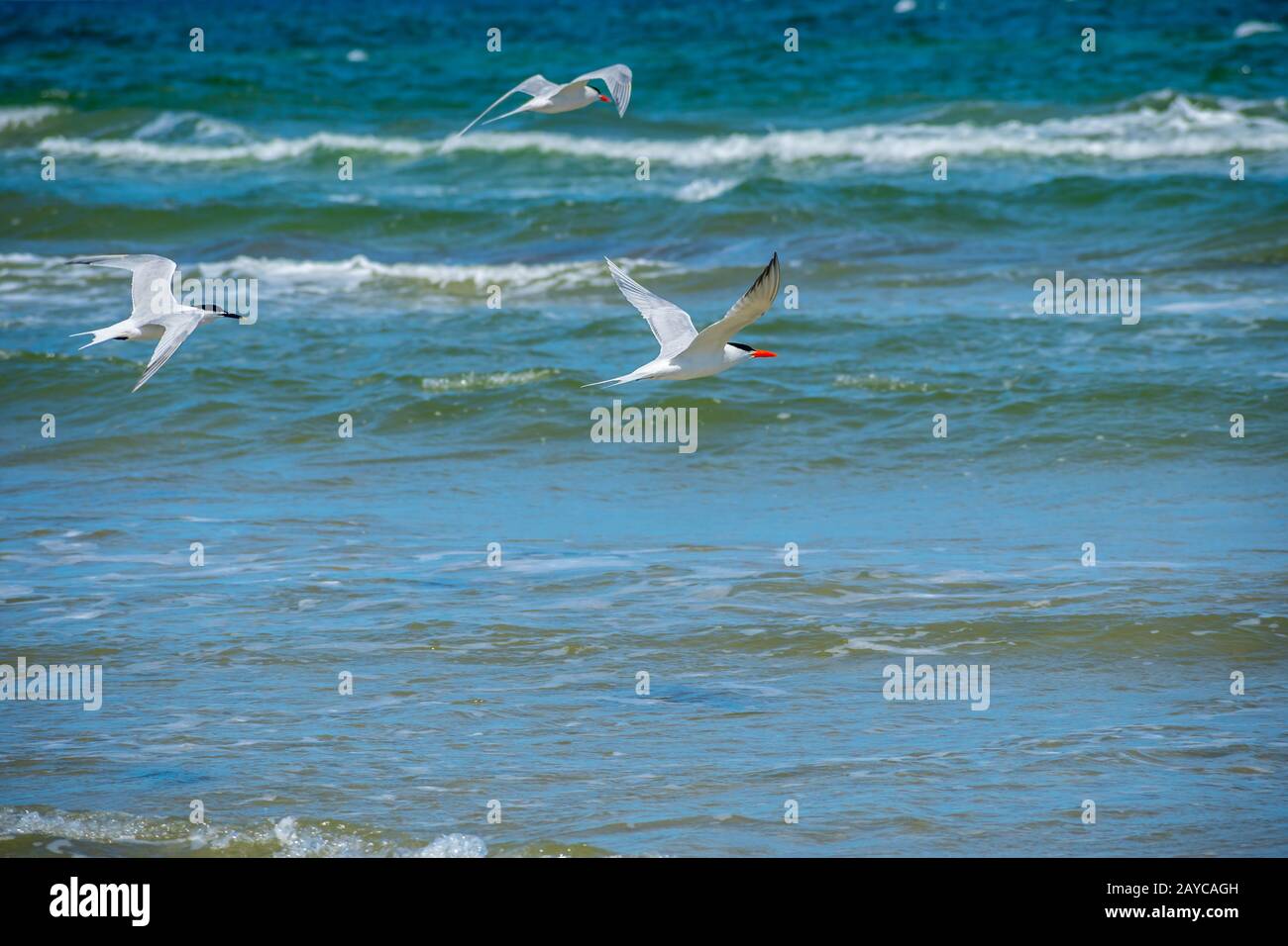 Tern birds hi-res stock photography and images - Alamy