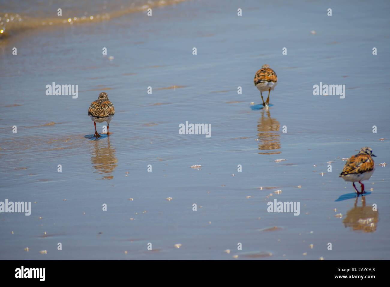 A Rudy Turnstone Bird in Padre Island NS, Texas Stock Photo - Alamy