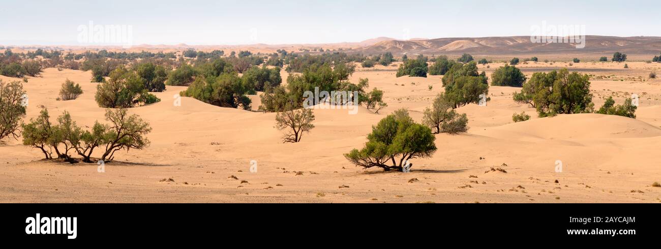 Sahara desert trees hi-res stock photography and images - Alamy