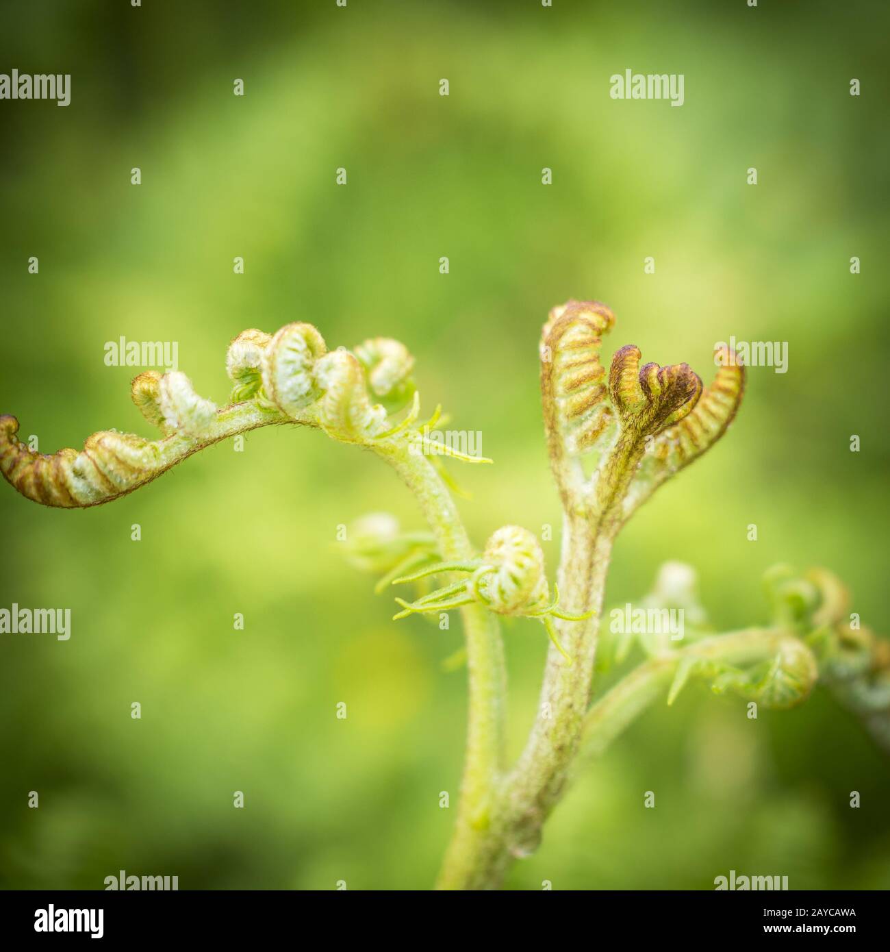Fern in a forest hi-res stock photography and images - Alamy
