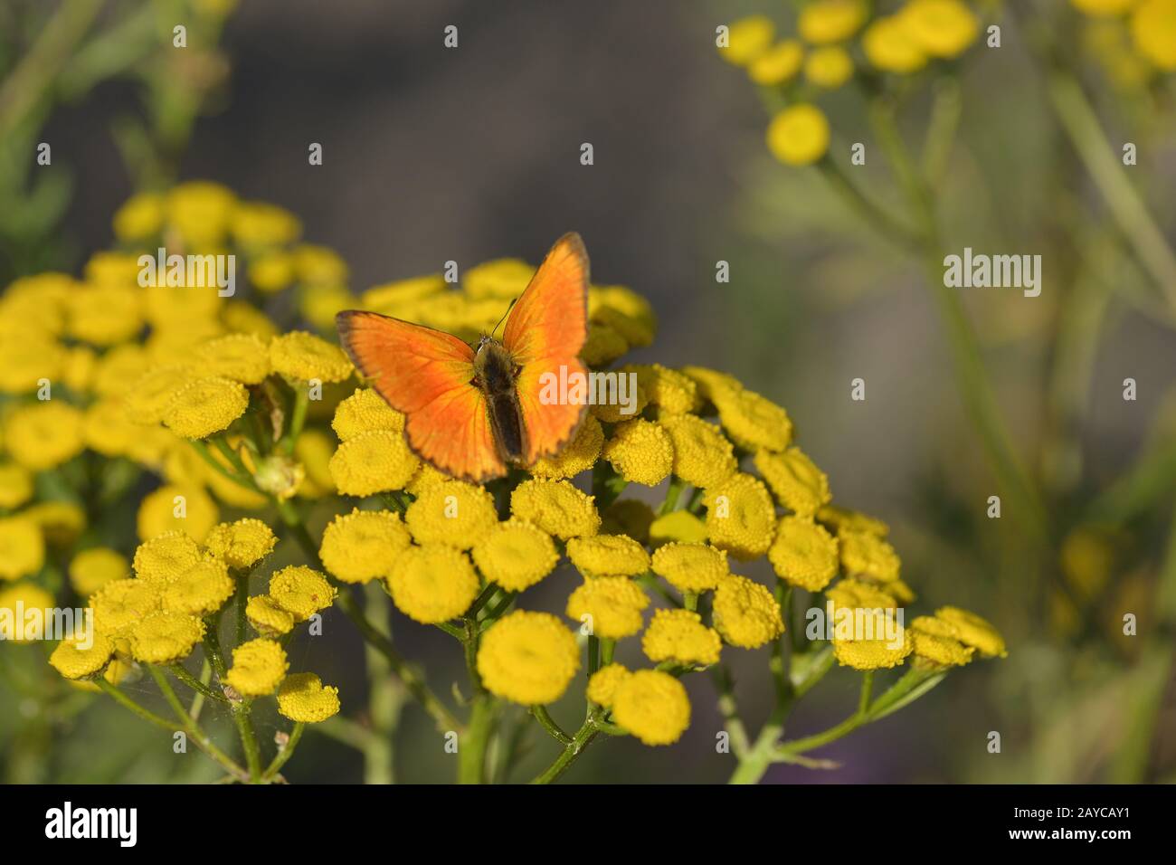 Large species of butterfly hi-res stock photography and images - Alamy