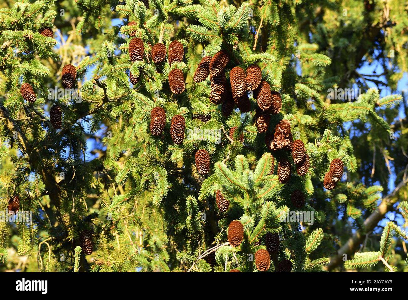 Hanging spruce hi-res stock photography and images - Alamy