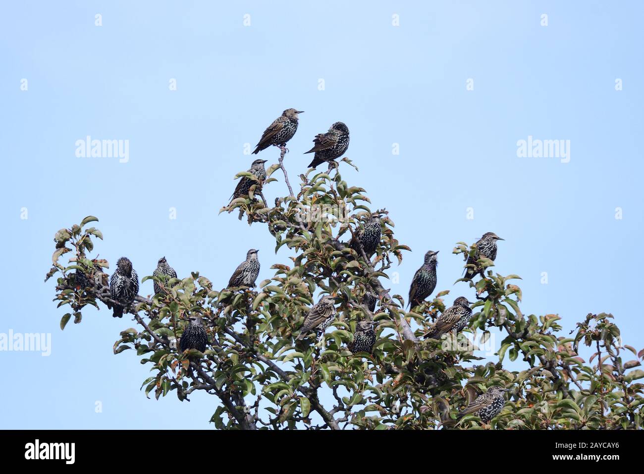 Common starling autumn migration hi-res stock photography and images ...