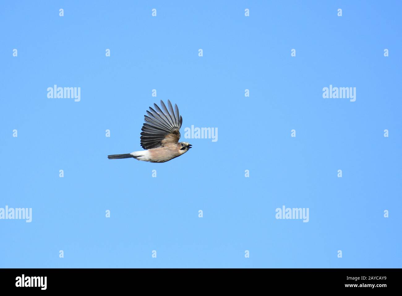 Glans hi-res stock photography and images - Alamy