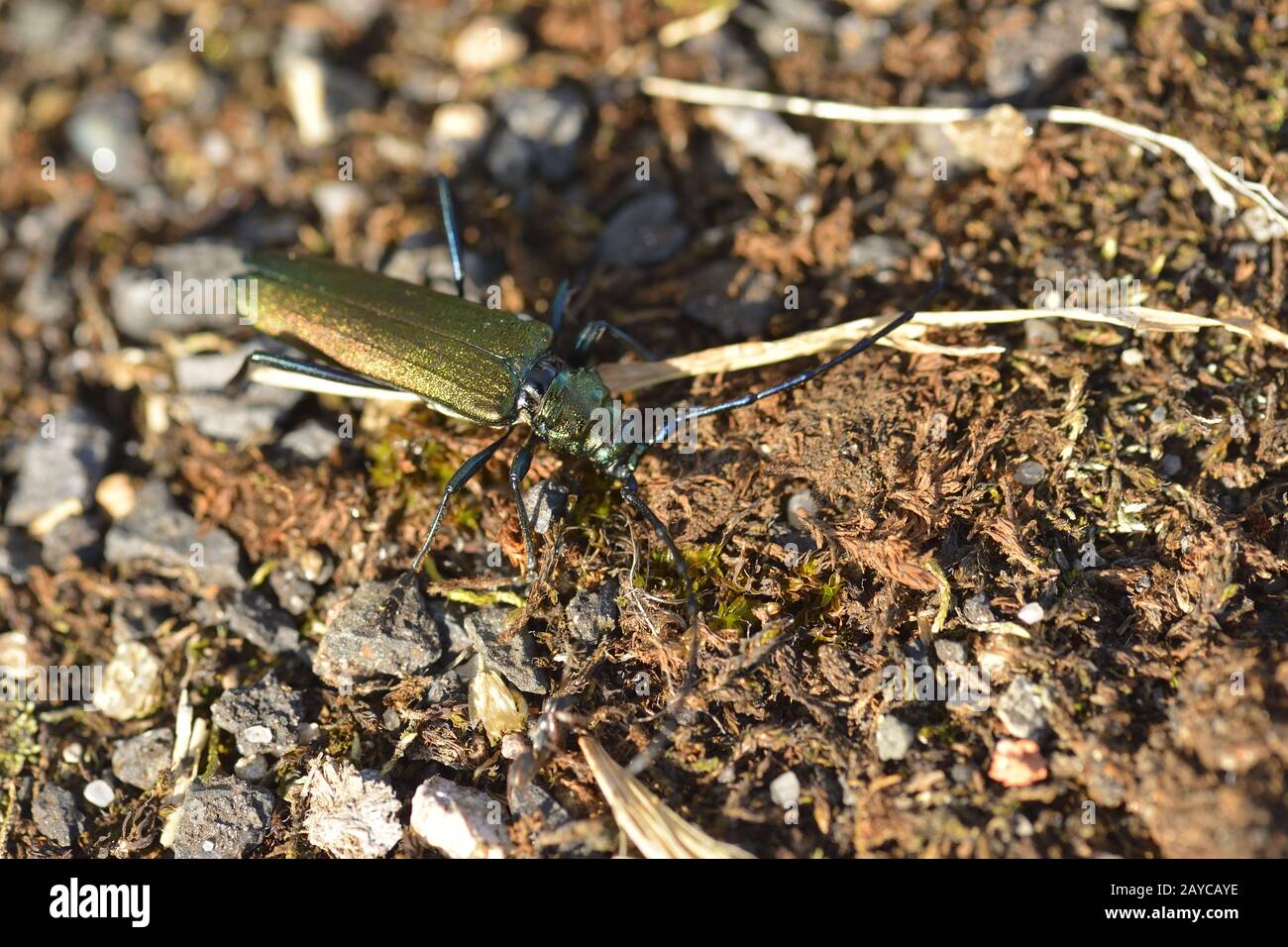 Buck beetle hi-res stock photography and images - Alamy