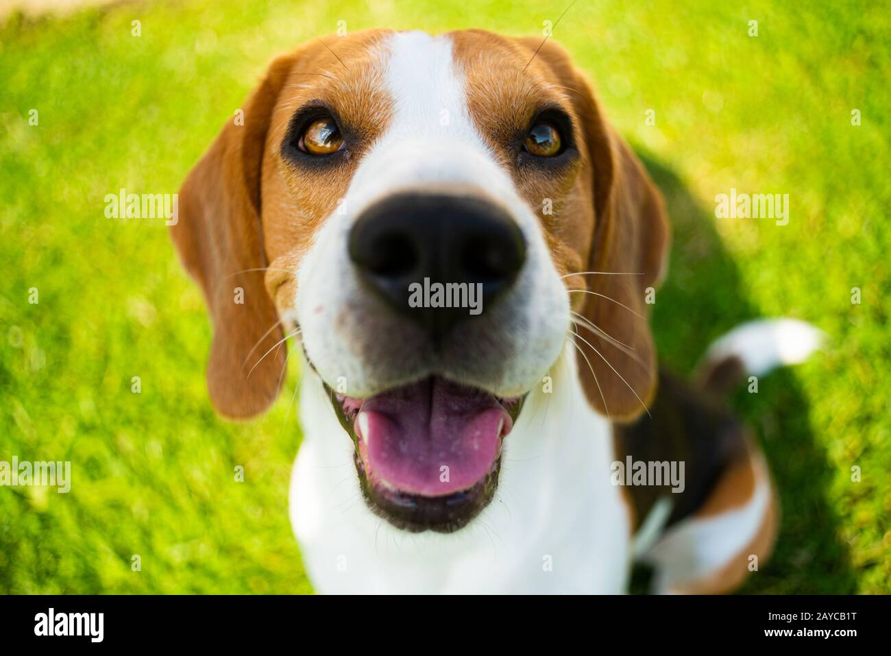 Dog sitting on grass outside Stock Photo - Alamy