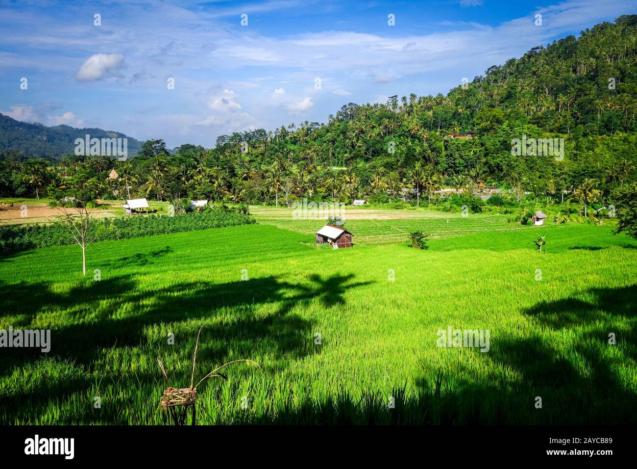 Green paddy fields, Sidemen, Bali, Indonesia Stock Photo - Alamy