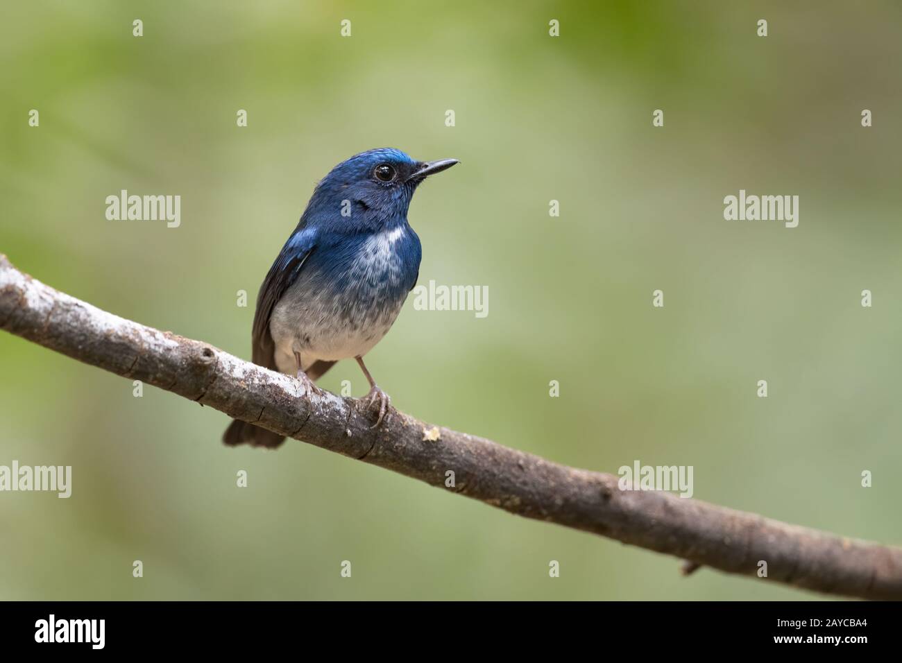 The Hainan blue flycatcher (Cyornis hainanus) is a species of bird in ...
