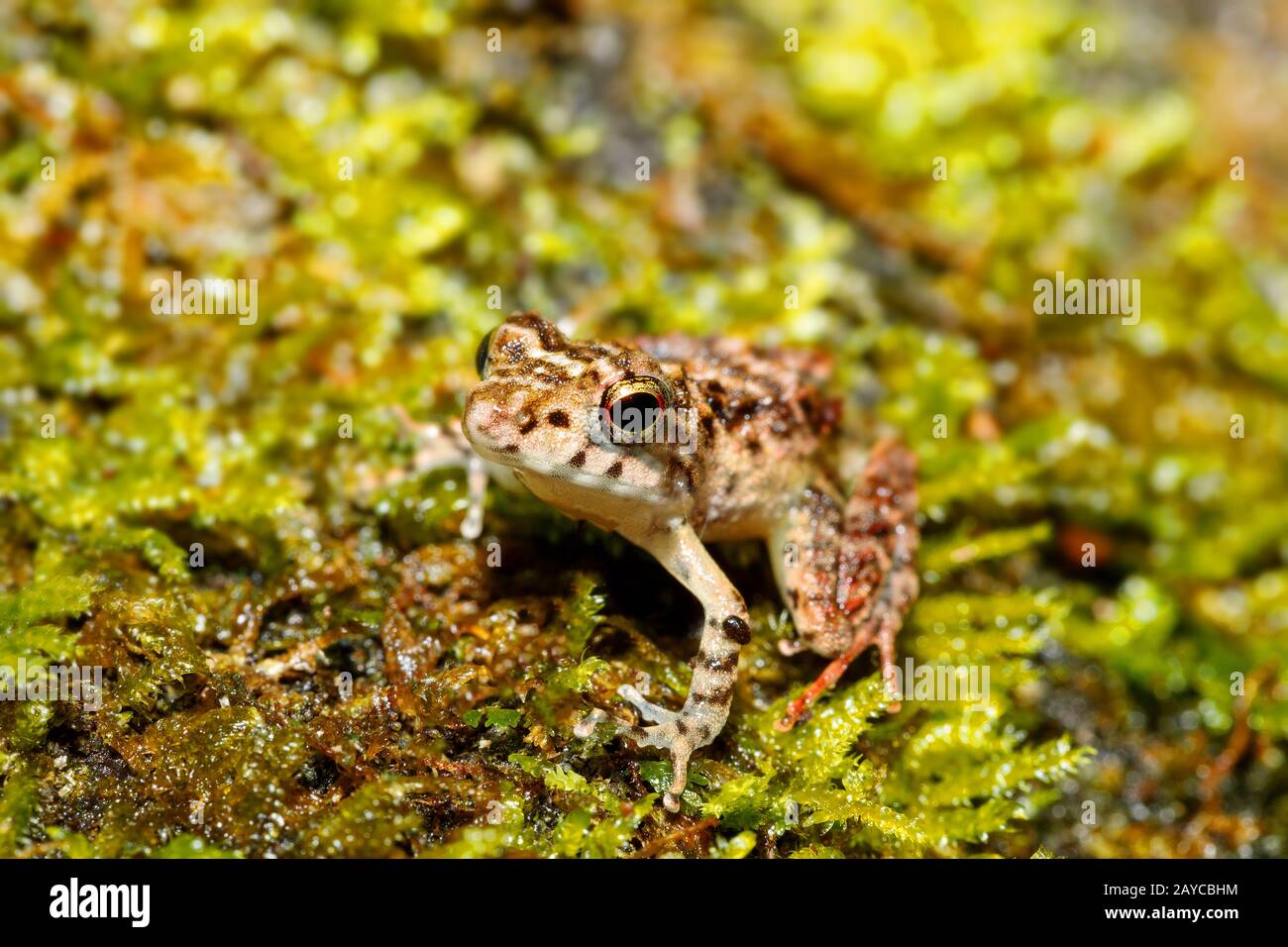 Mantelliden hi-res stock photography and images - Alamy