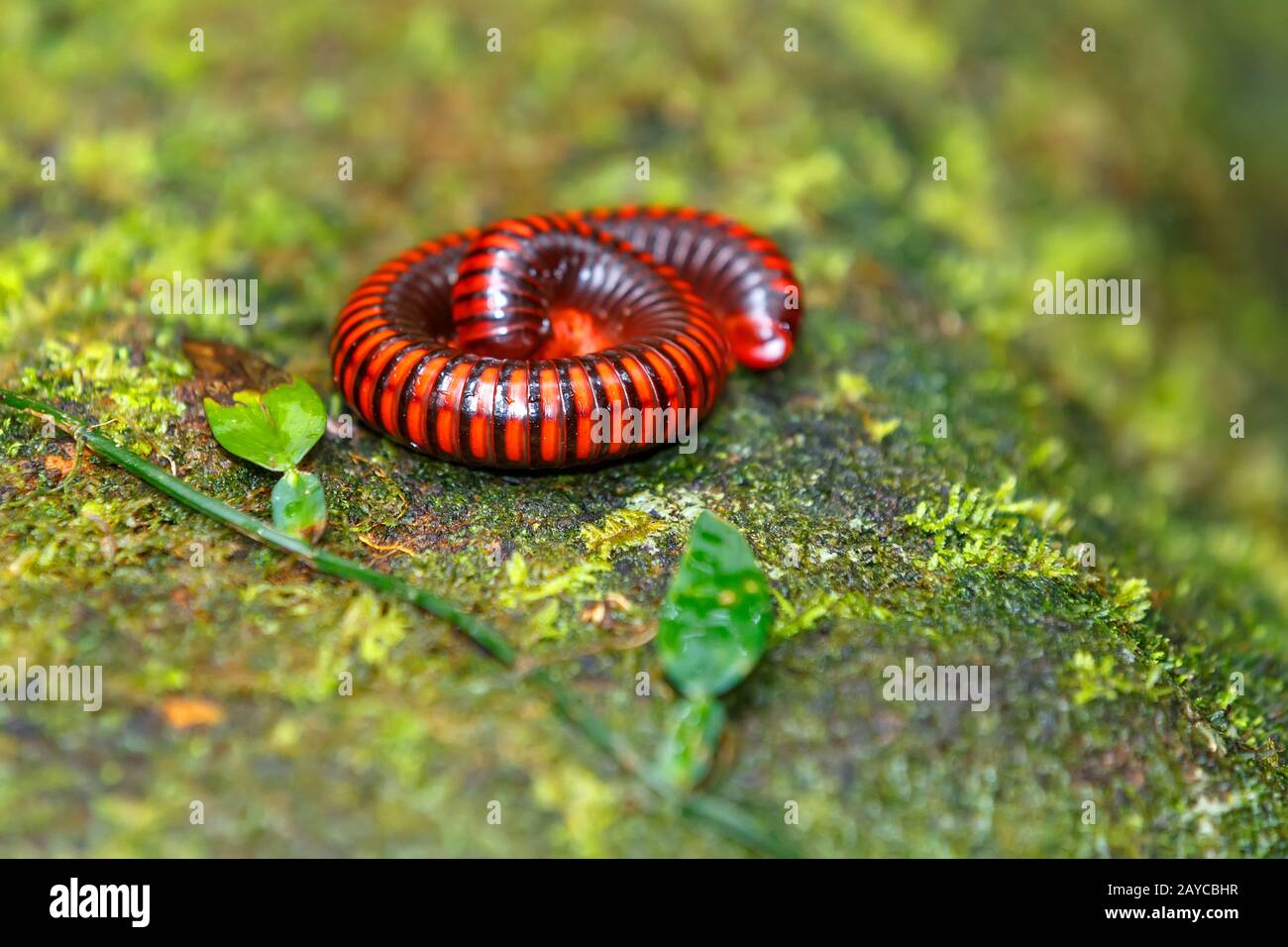 Black Diplopoda Arthropod High Resolution Stock Photography and Images ...