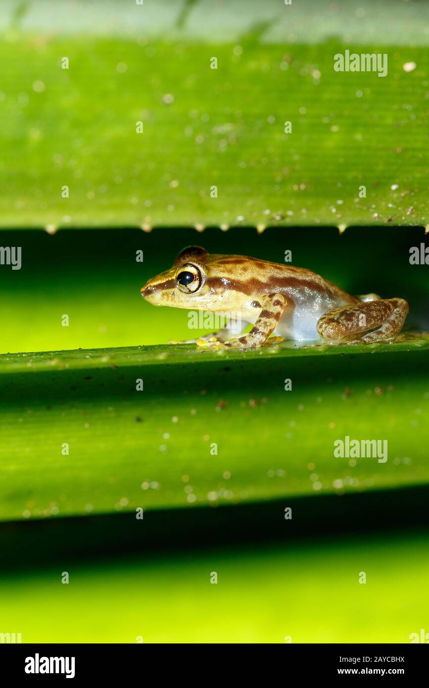Beautiful small frog Boophis Madagascar Wildlife Stock Photo - Alamy