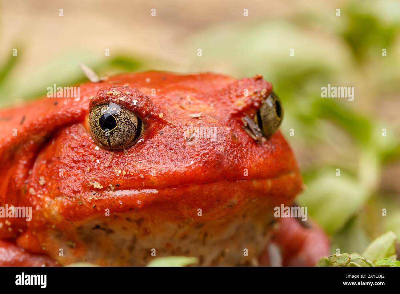 big red Tomato frogs, Madagascar Wildlife Stock Photo - Alamy