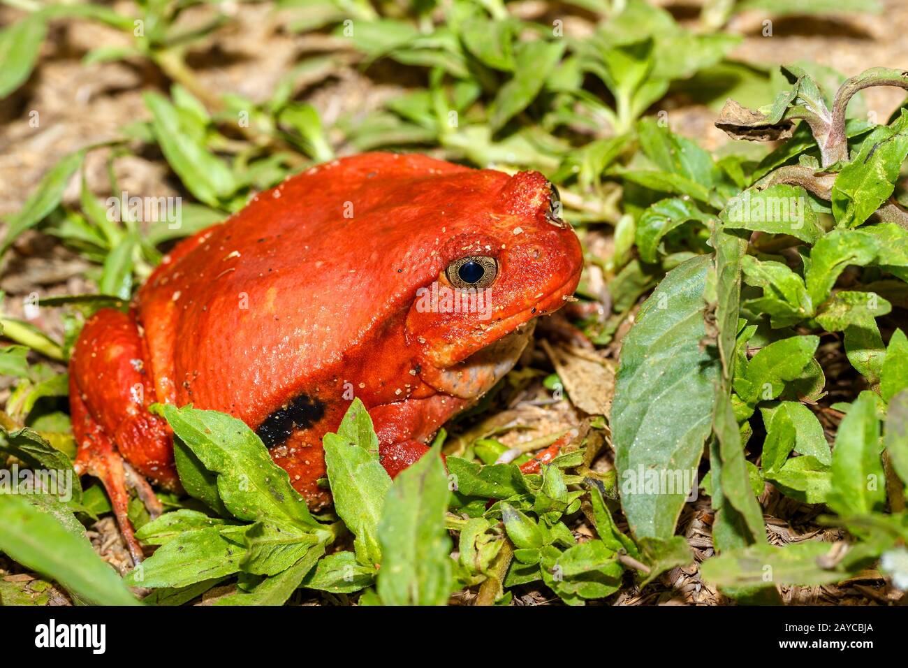 big red Tomato frogs, Madagascar Wildlife Stock Photo - Alamy