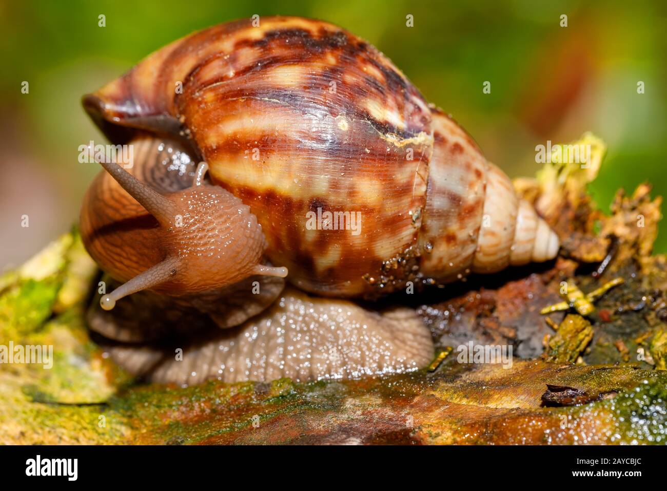 African snail - madagascar. AAfrica wildlife Stock Photo - Alamy
