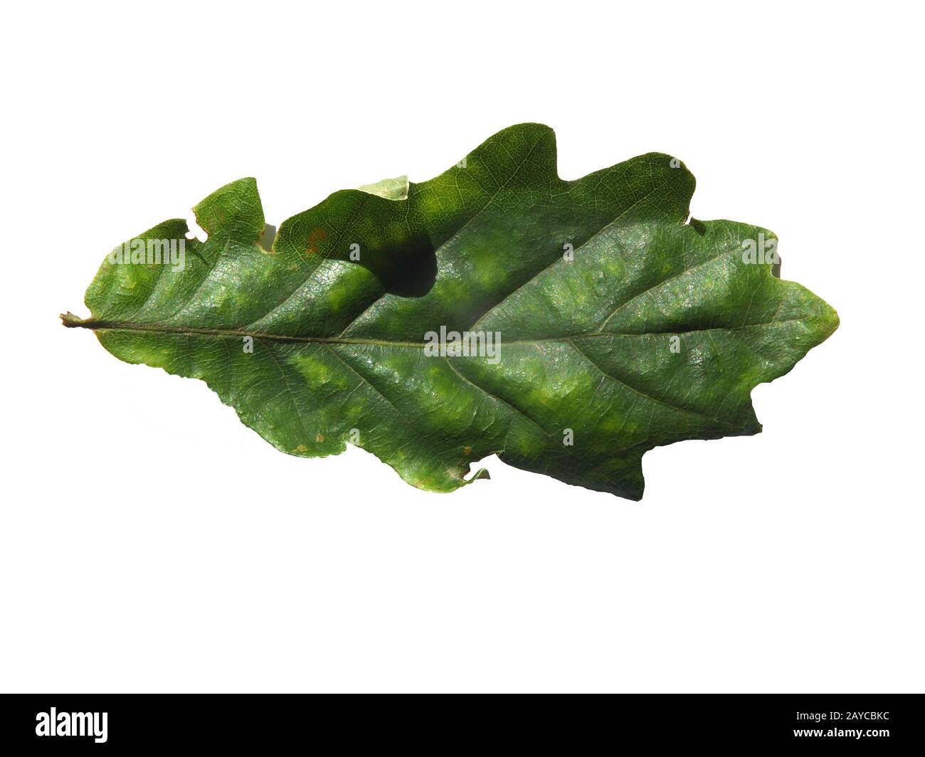 a close up of a single oak leaf beginning to turn from green to yellow ...