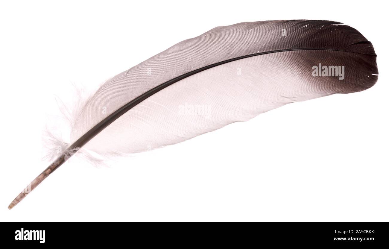 Close up white doodle Cut Out Stock Images & Pictures - Alamy